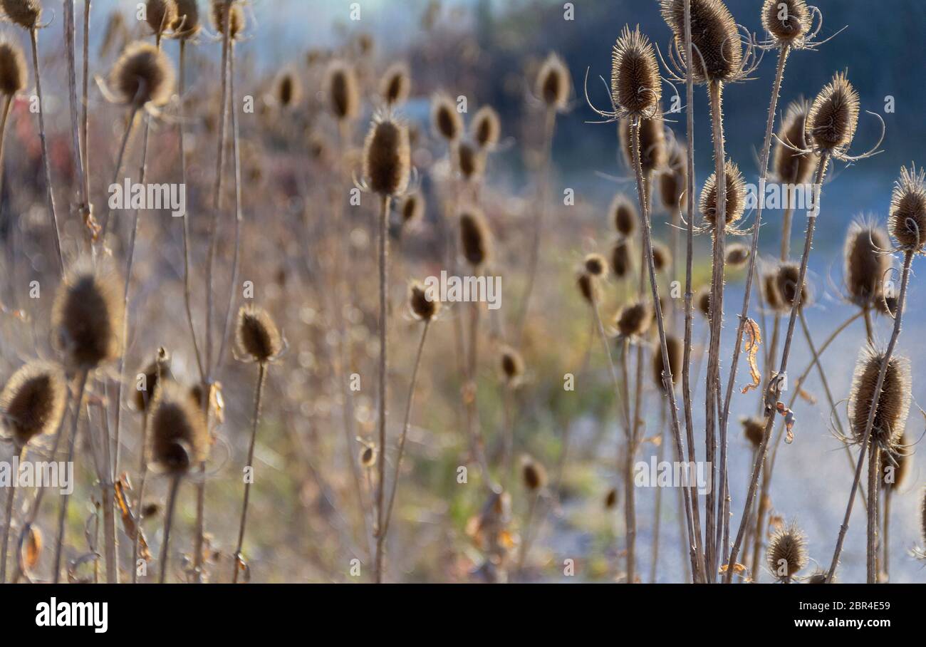 sere teasel plants at autumn time Stock Photo - Alamy