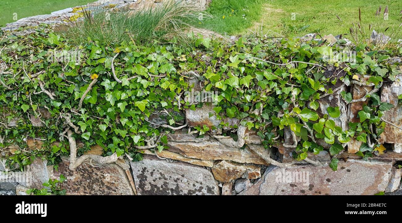 overgrown stone wall detail seen in Connemara, a region in Ireland ...
