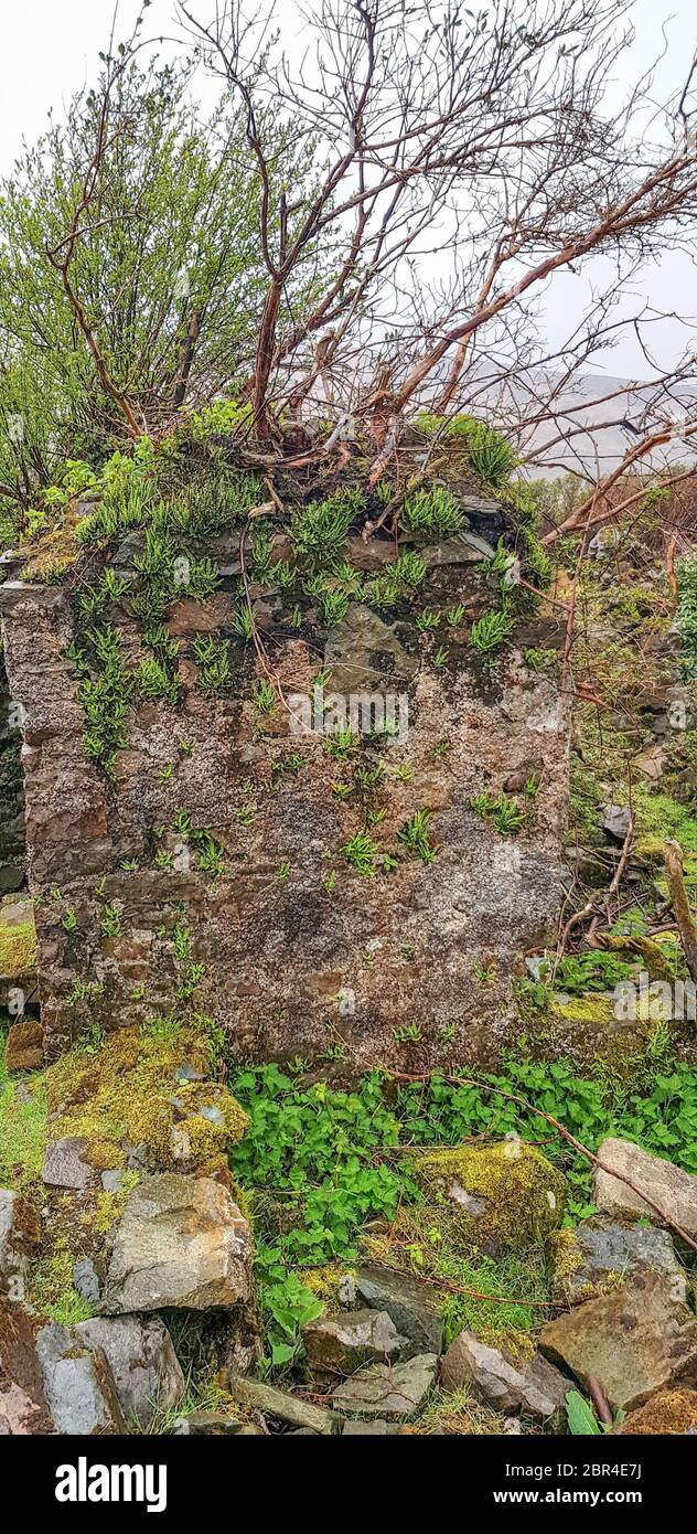 overgrown stone wall detail seen in Connemara, a region in Ireland ...