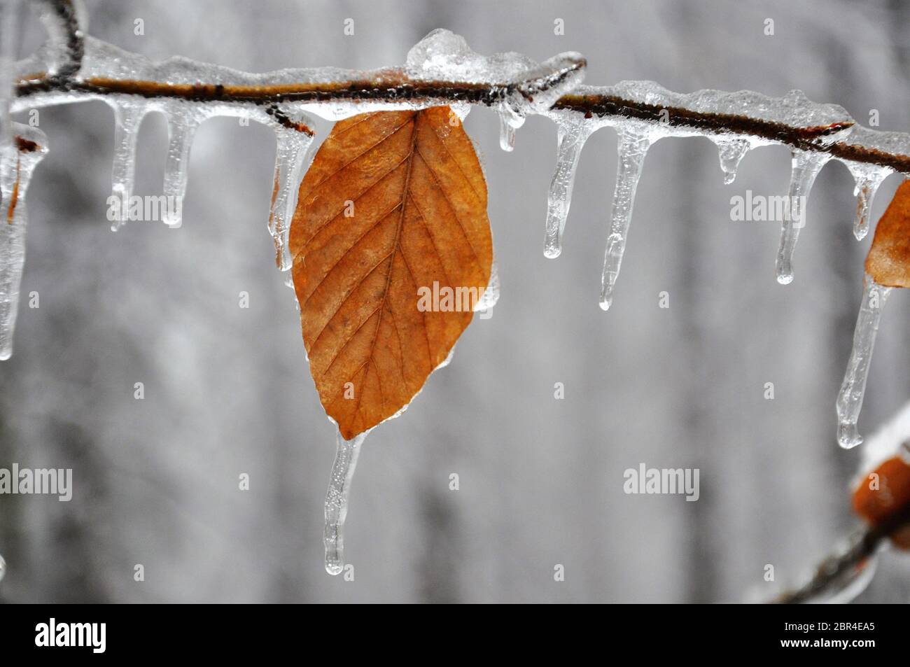 Frozen trees and plant due sudden frost after rain in january Stock ...