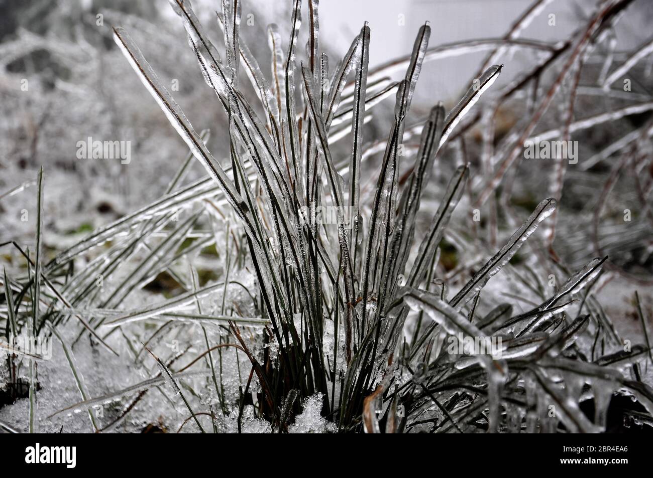 Frozen trees and plant due sudden frost after rain in january Stock ...