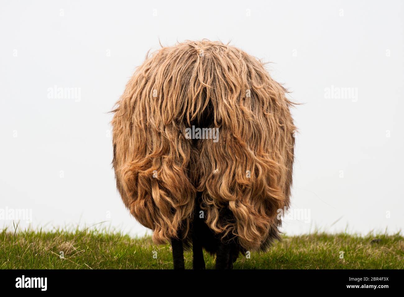 The back of a woolly sheep Stock Photo - Alamy