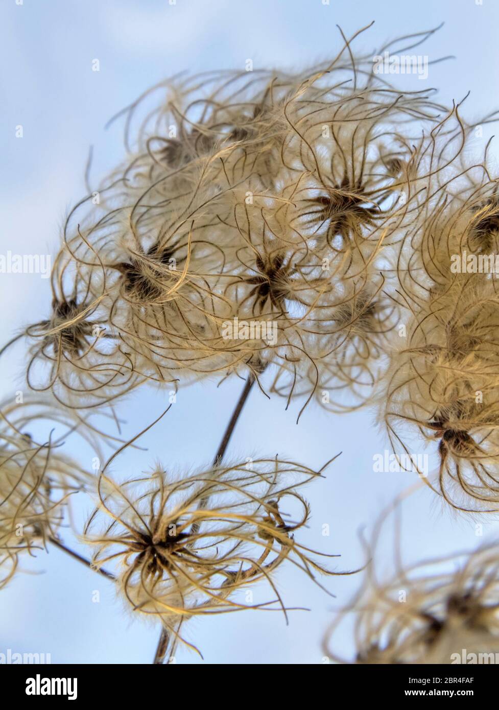 fluffy clematis seeds detail at autumn time Stock Photo - Alamy