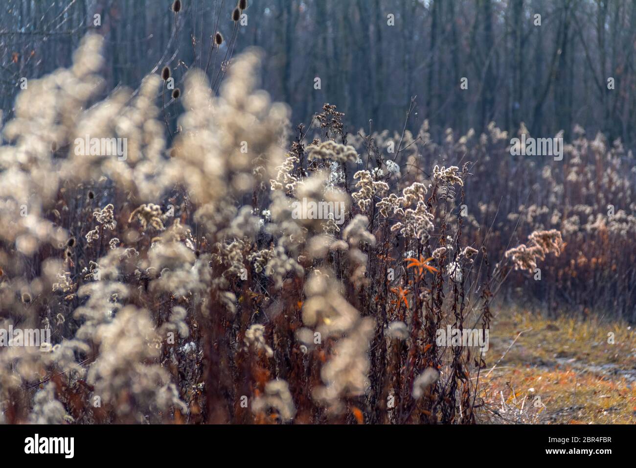 full frame sere plant detail at autumn time Stock Photo - Alamy