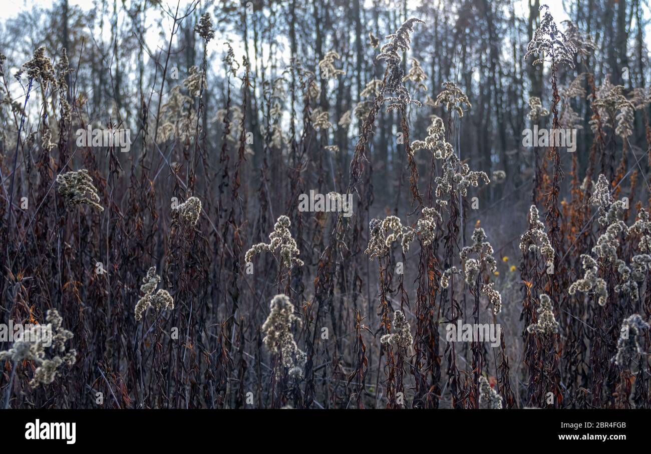 Sere plant hi-res stock photography and images - Alamy