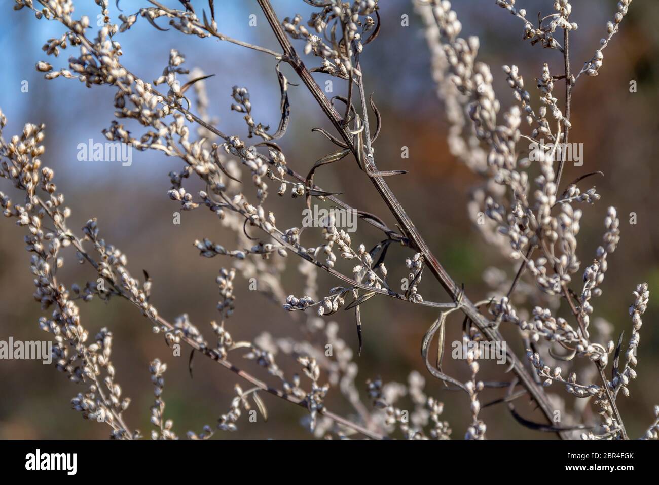 Sere plant hi-res stock photography and images - Alamy