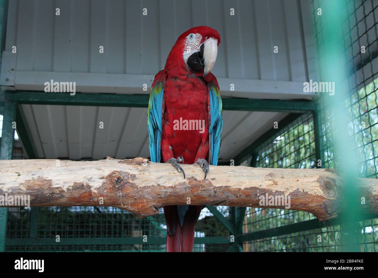 Huge parrot hi-res stock photography and images - Alamy