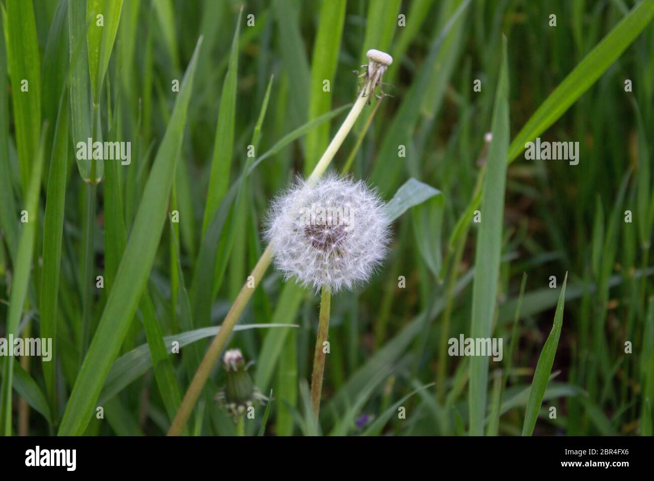 Dandelion is fallen and in all its glory Stock Photo - Alamy