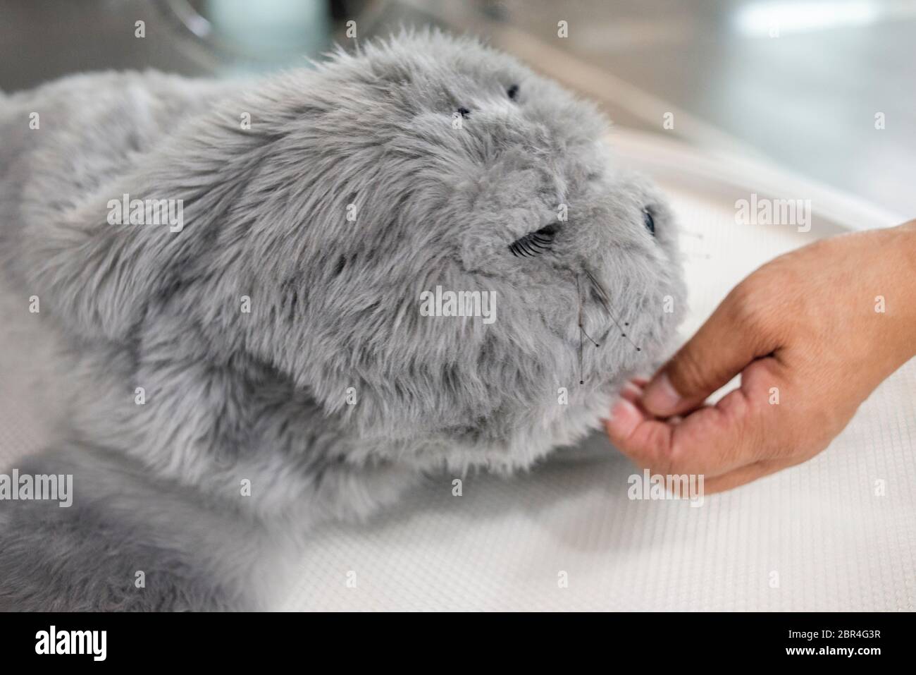 Therapeutic Seal Robot PARO, Guinness certified as the first therapy ...