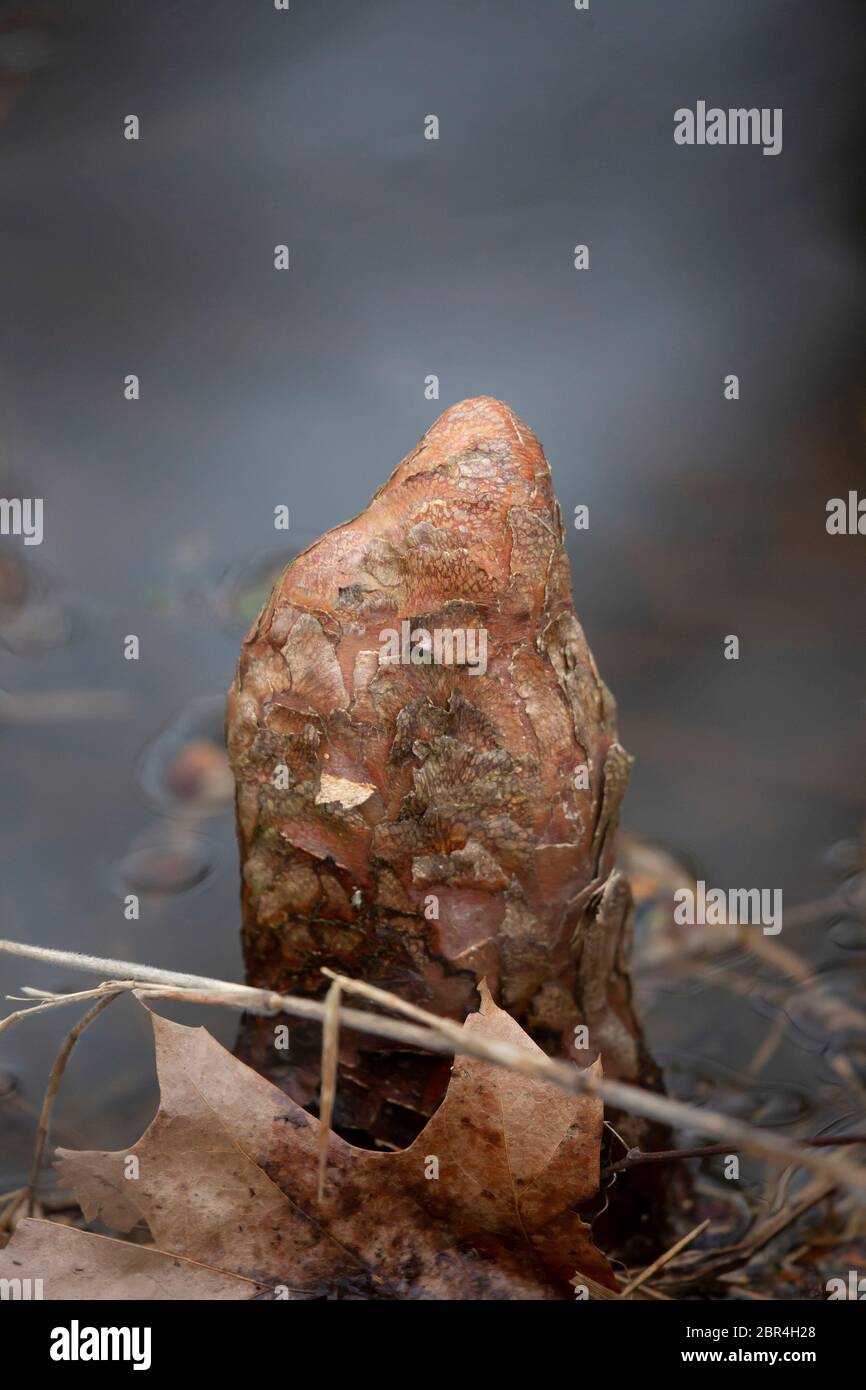 Knee roots hi-res stock photography and images - Alamy