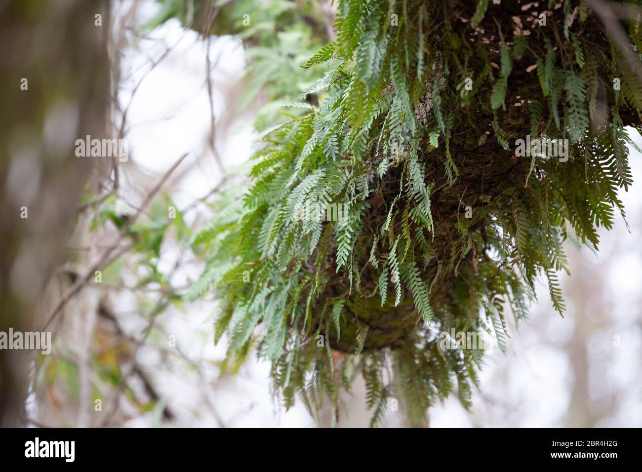 Leaves growing from a tree limb in the wetlands Stock Photo - Alamy