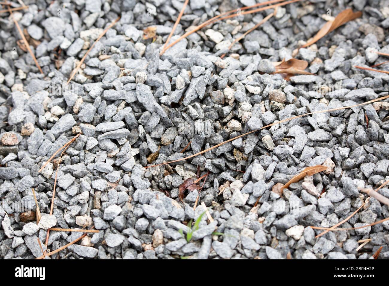 Alligator on the hunt hi-res stock photography and images - Alamy