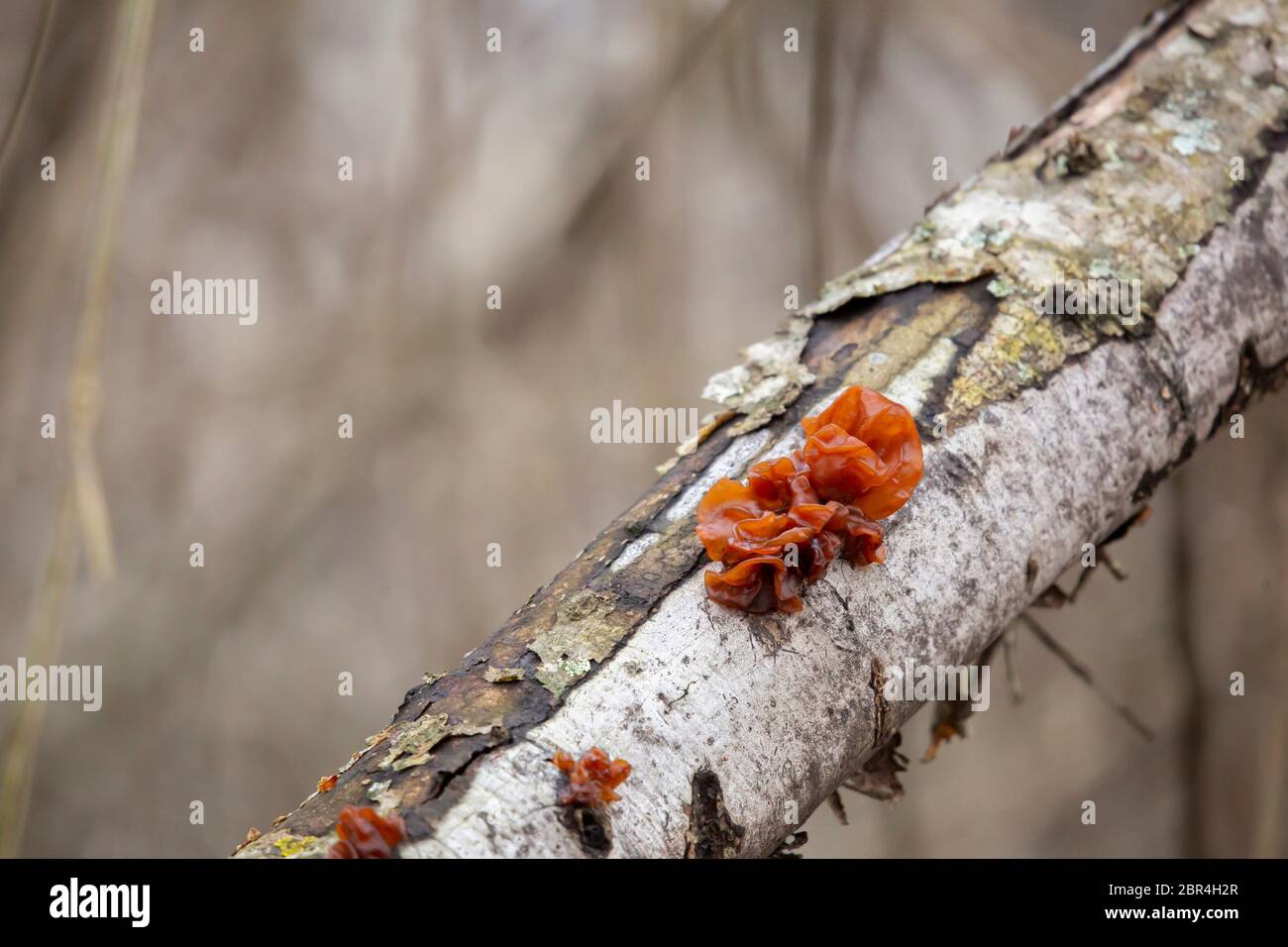 Red fungus growing out of a tree branch Stock Photo - Alamy