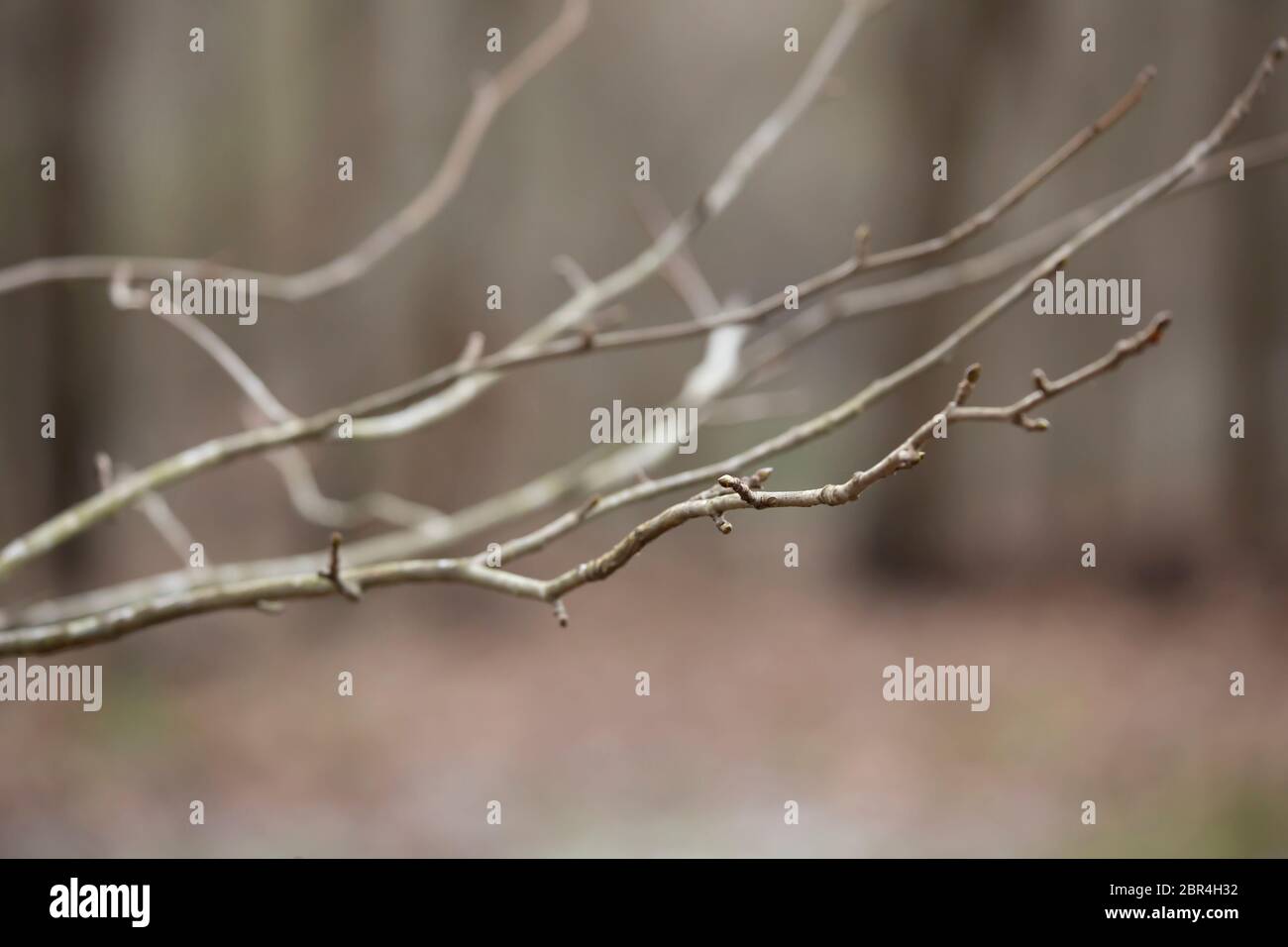 Close Up of Bare Tree Limbs during the Winter Season Stock Photo - Alamy