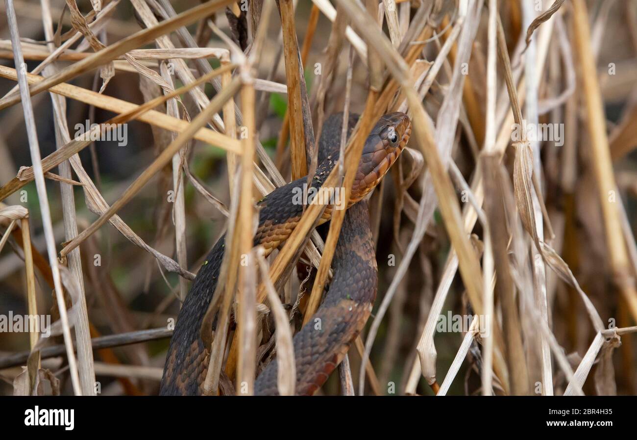 Close up of a broad-banded water snake sunning and hiding in dried ...