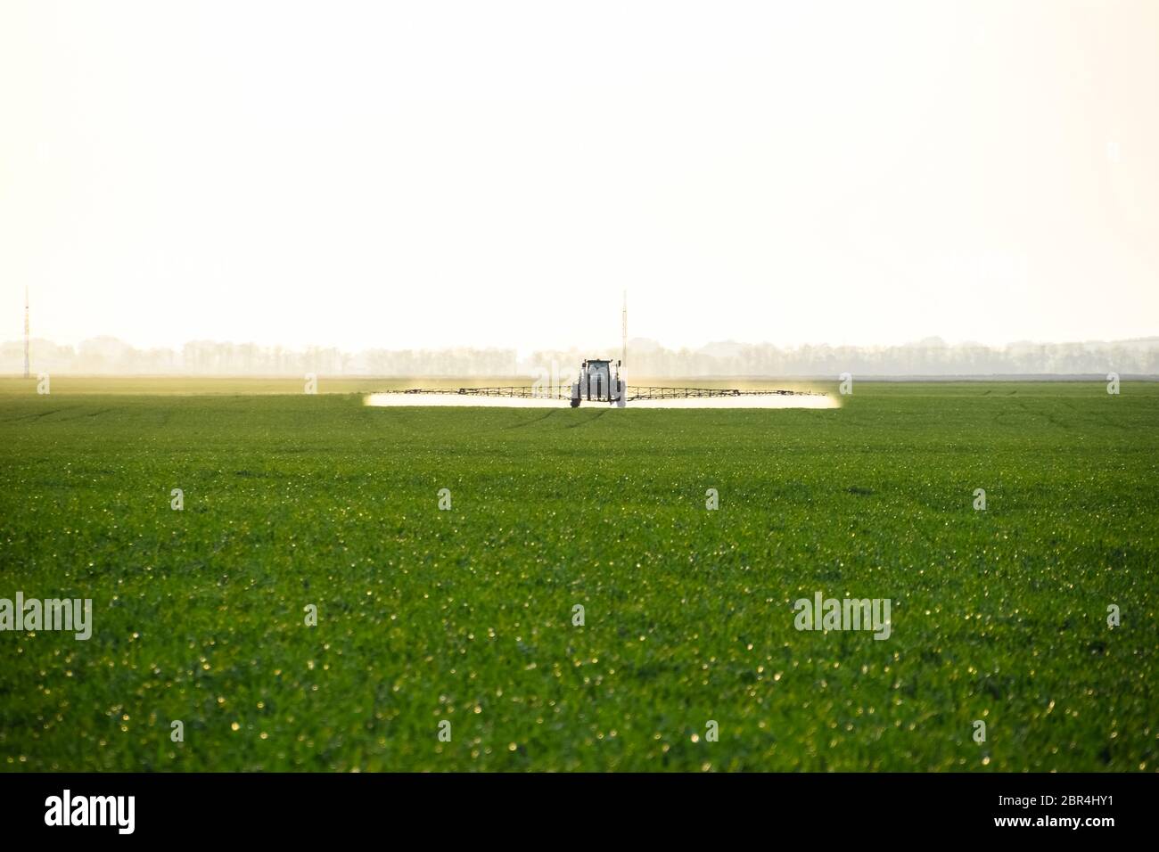 Tractor with the help of a sprayer sprays liquid fertilizers on young ...