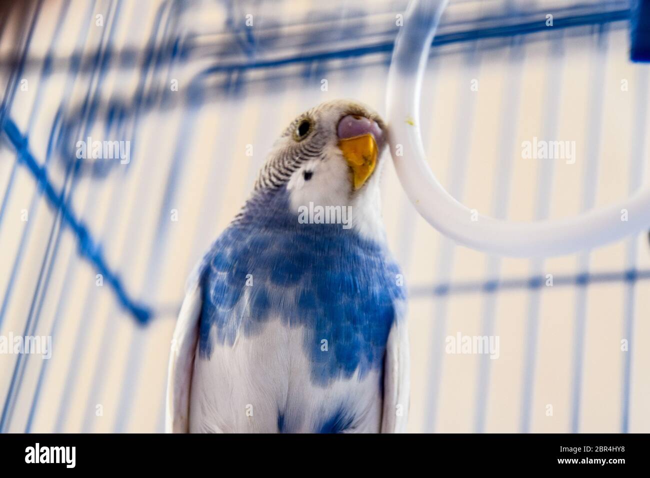 Budgie female hi-res stock photography and images - Alamy