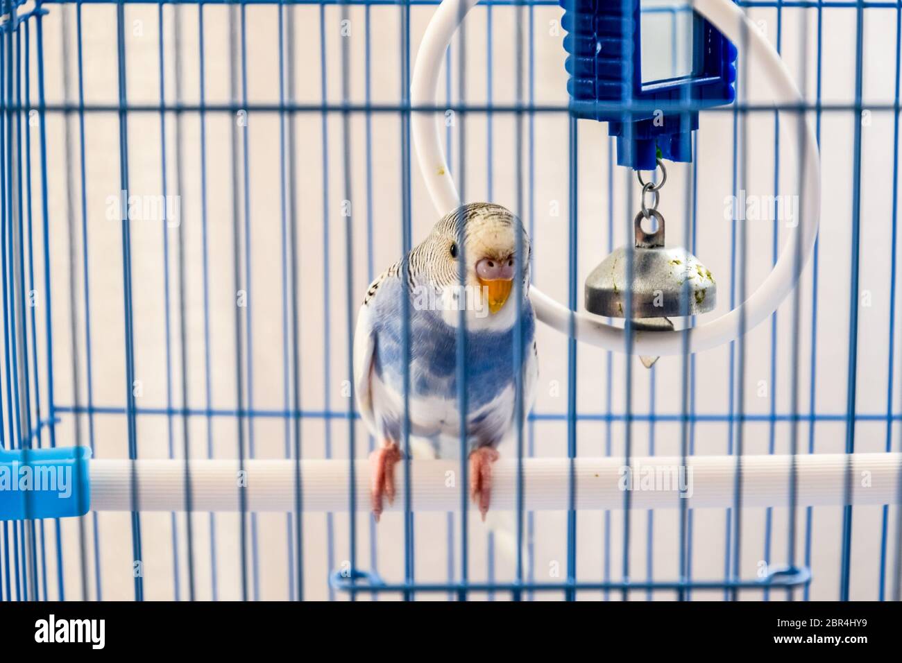 Female wavy parrot in a cage. Blue parrot Stock Photo - Alamy