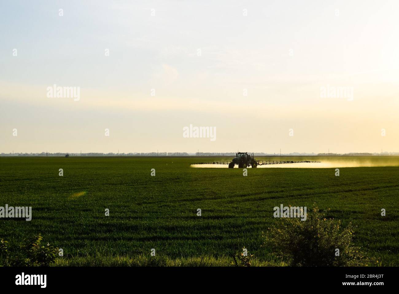 Tractor with the help of a sprayer sprays liquid fertilizers on young ...