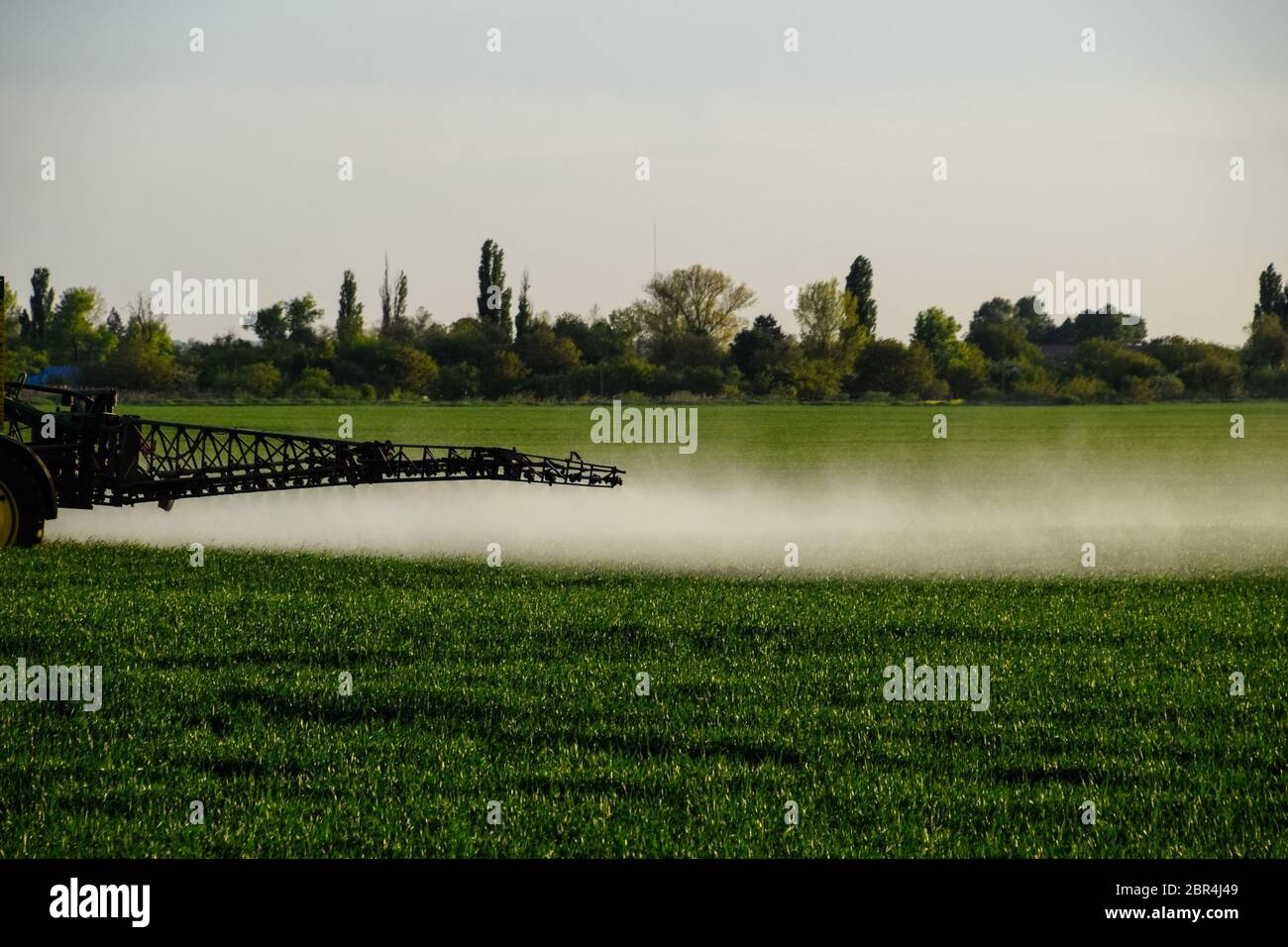 Tractor with the help of a sprayer sprays liquid fertilizers on young ...