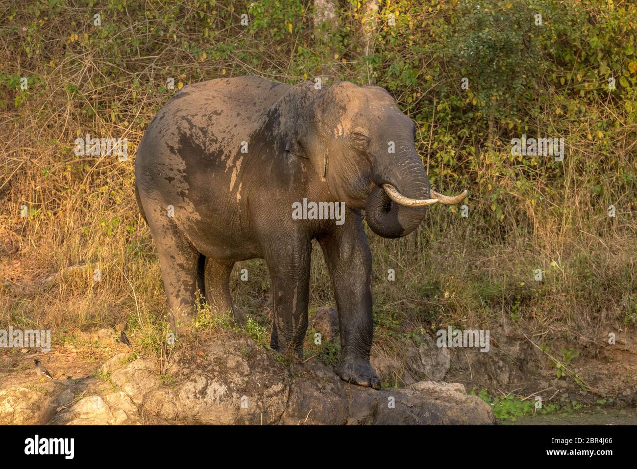 Asiatic elephant at bandipur tiger reserve area Stock Photo - Alamy