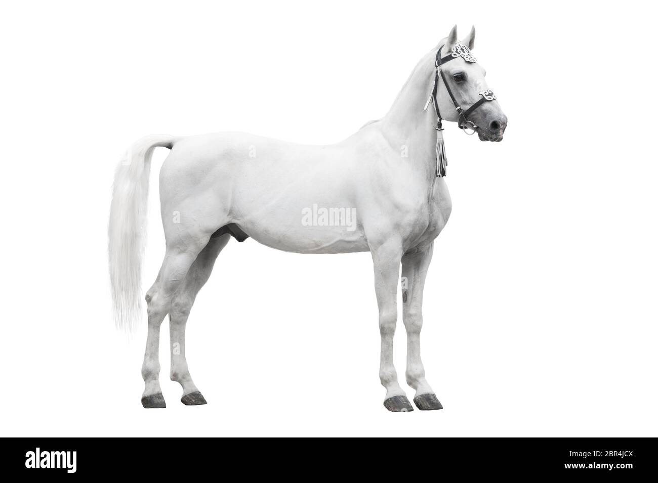 The beautiful gray stallion Orlov trotter breed in traditional russian ...