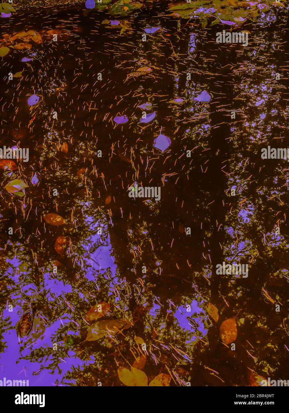 colorful falling autumn leaves on water with tree and sky reflection ...