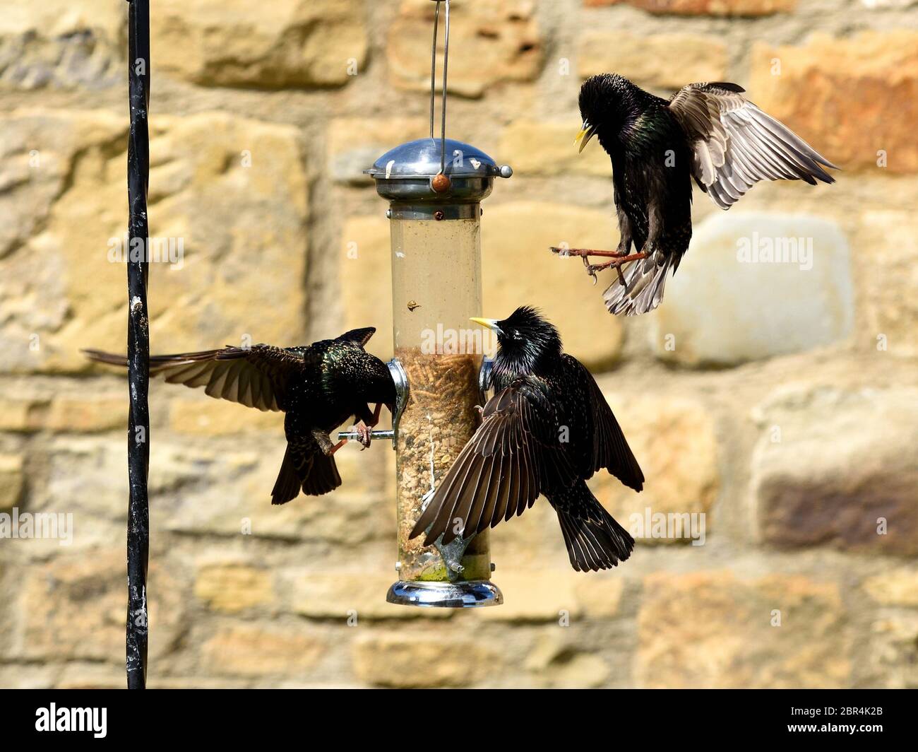 Starlings competing for food at a garden feeder Stock Photo - Alamy