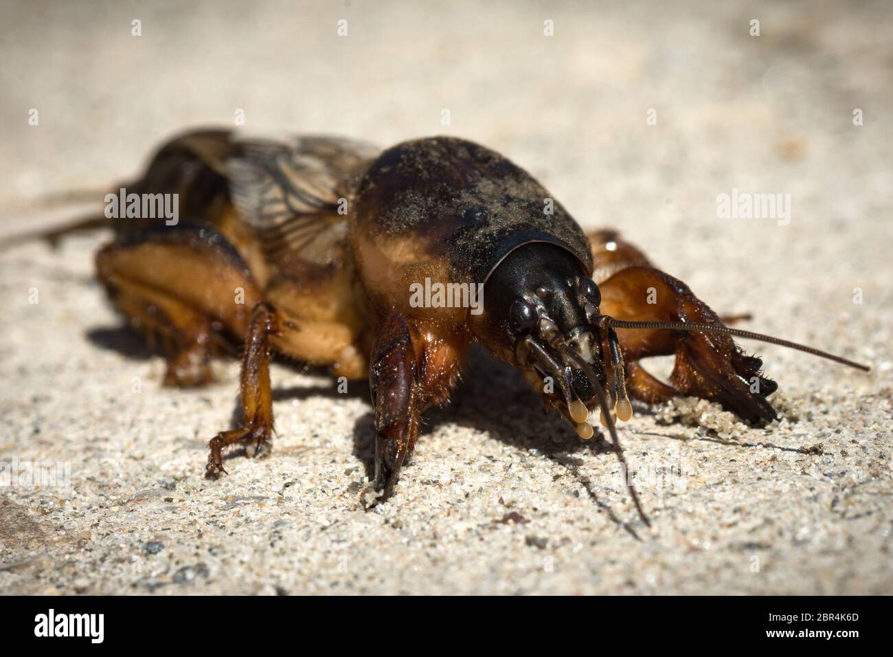 Close-up photo of mole cricket or gryllotalpa insect Stock Photo - Alamy