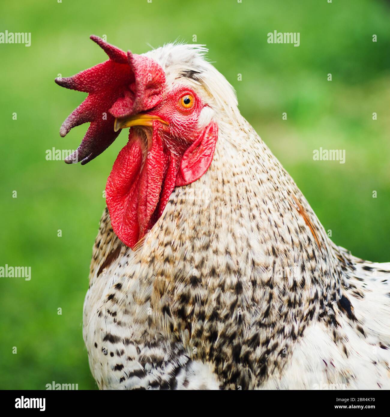 Animal portrait of white rooster on green background, poultry breeding ...