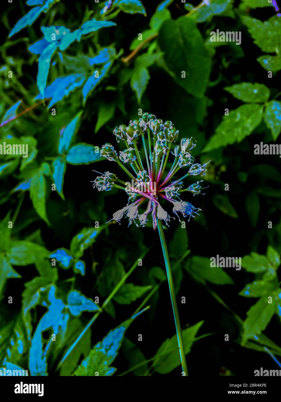 Common yarrow Achillea millefoliumwhite flowers close up top view as ...