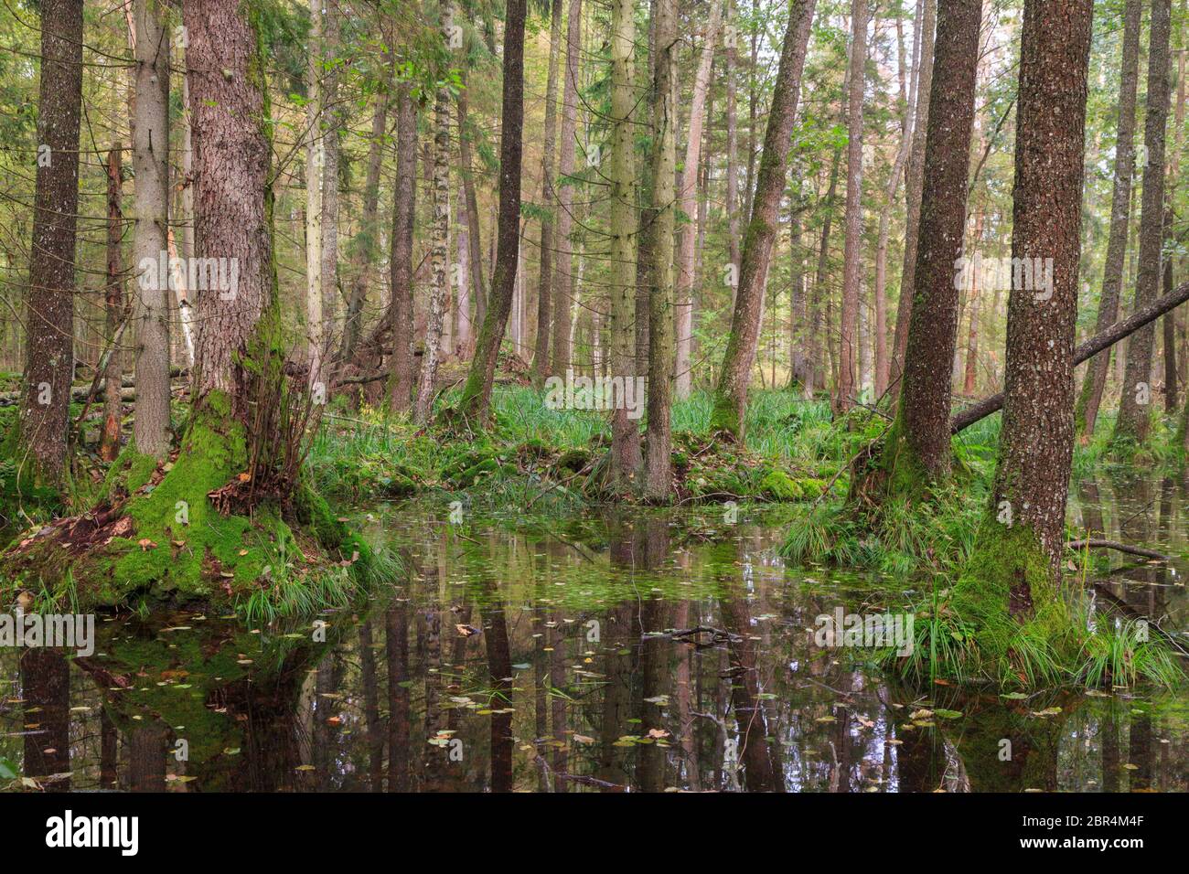 Old alder tree and water around in fall forest with a lot decline wood ...