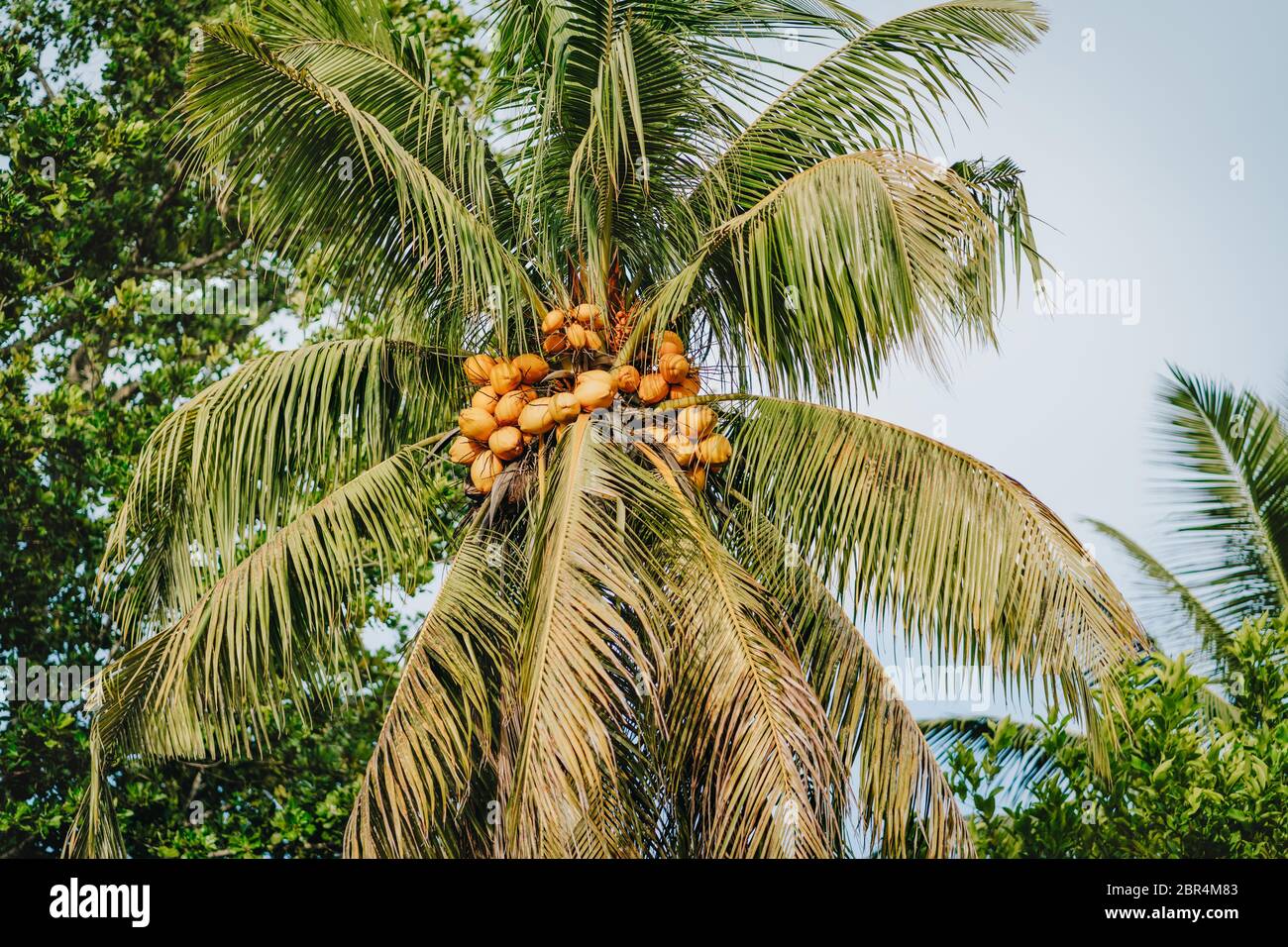 La Digue, Seychelles: Coconut palm tree in national park Stock Photo ...