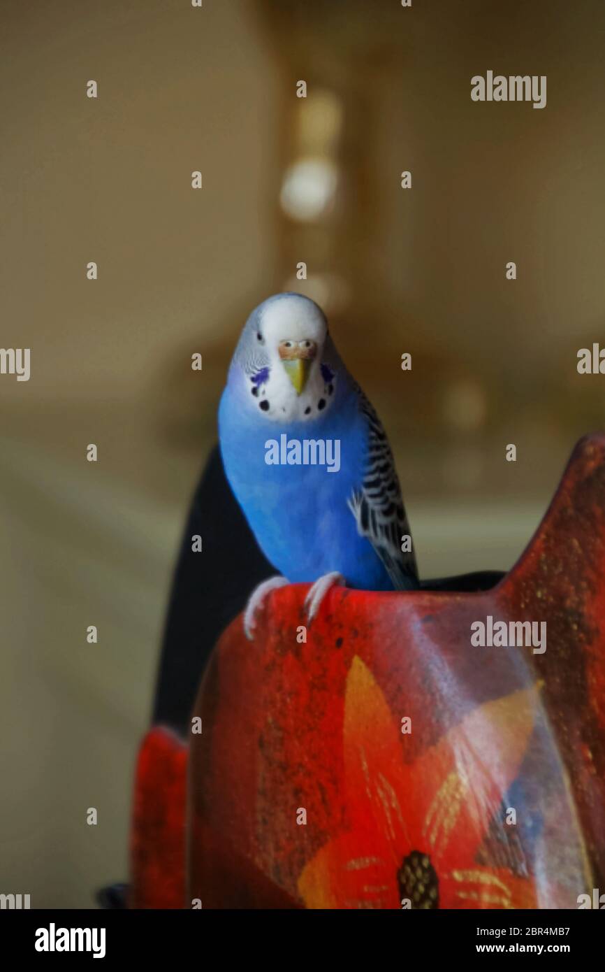 Blue parakeet hi-res stock photography and images - Alamy