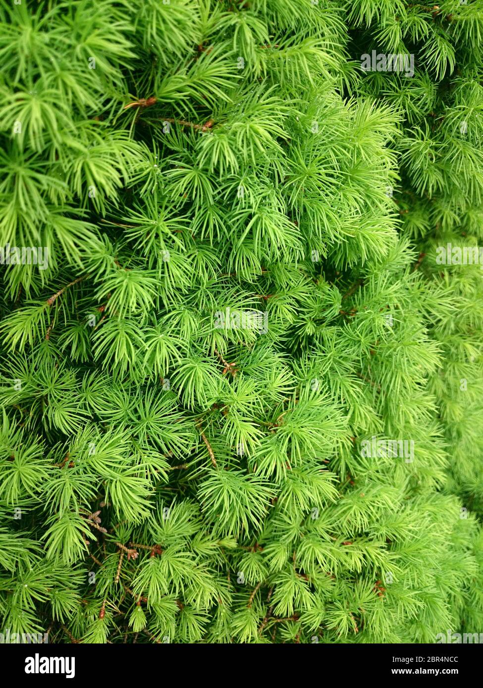 Green texture of coniferous tree with drops after the rain Stock Photo ...