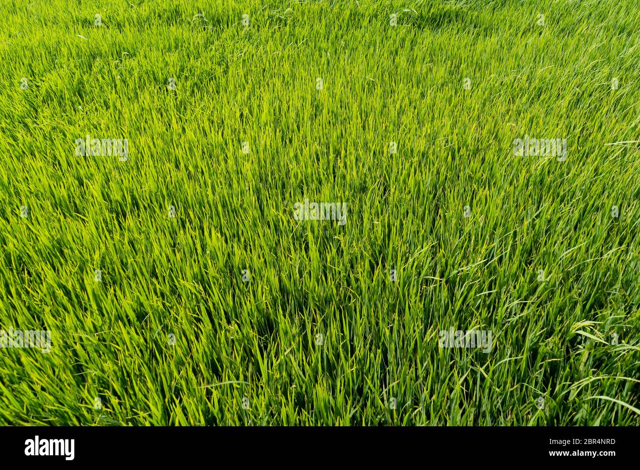 Paddy rice fields background Stock Photo - Alamy