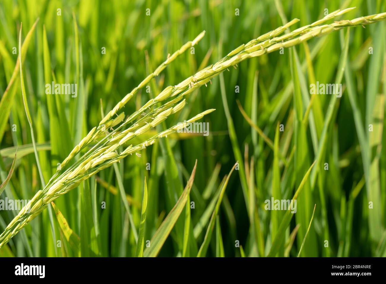 Growing paddy seeds hi-res stock photography and images - Alamy