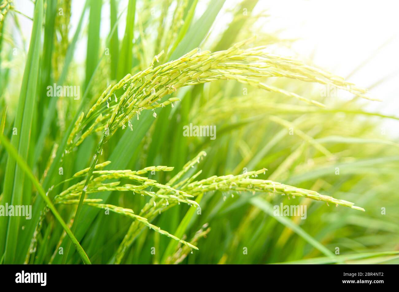 Close up paddy rice plant Stock Photo - Alamy