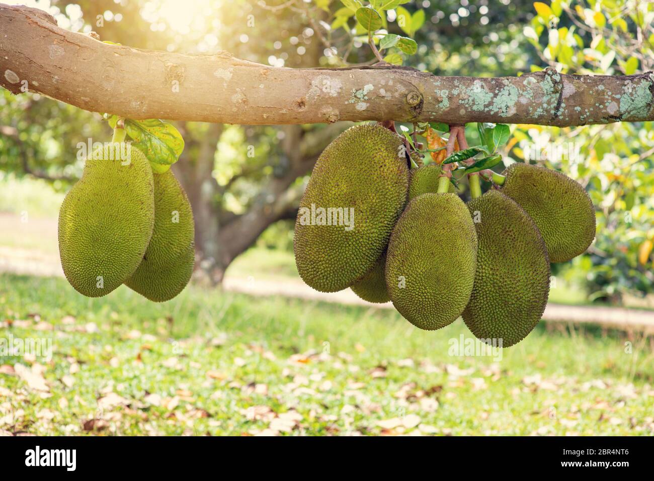 Hanging jackfruits hi-res stock photography and images - Alamy