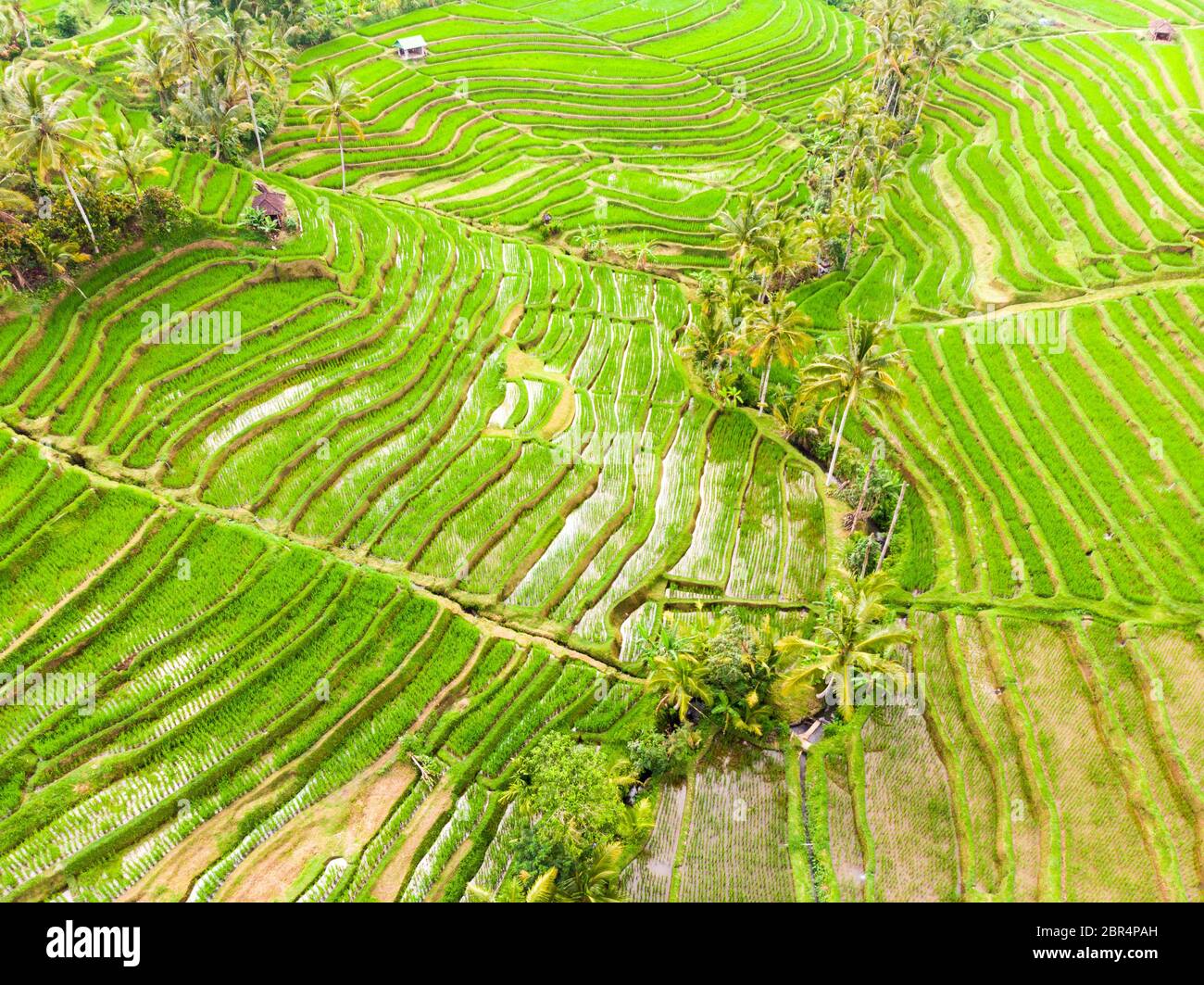 Drone view of Jatiluwih rice terraces and plantation in Bali, Indonesia ...