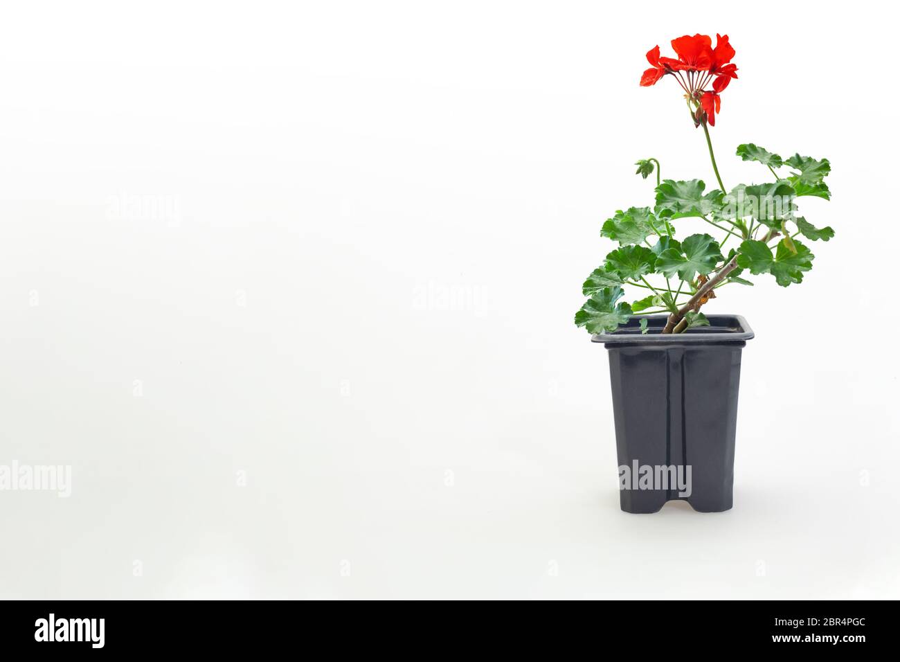 Geranium houseplant in flower pot. Isolated on color background Stock ...
