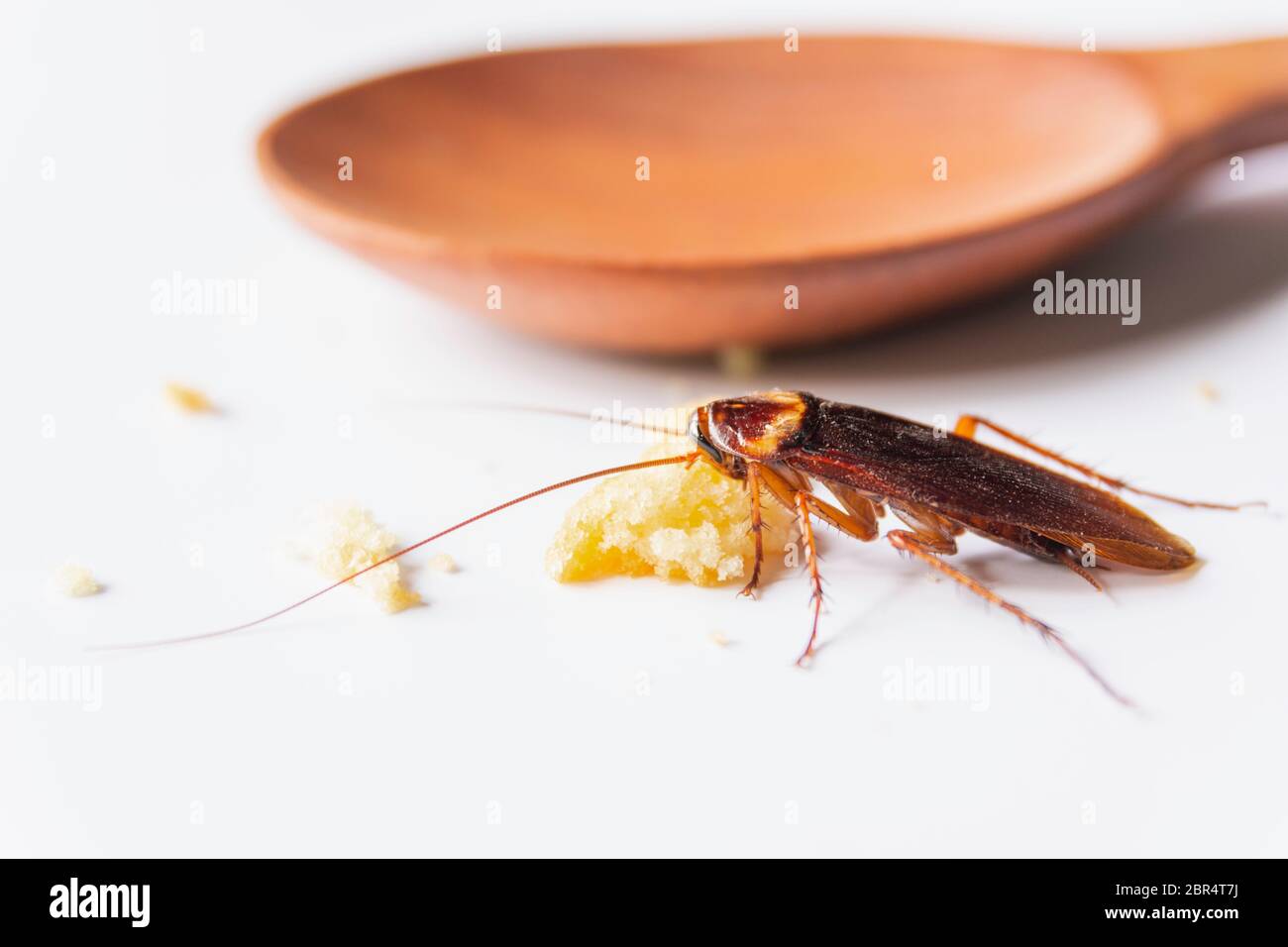 Cockroach eating whole wheat bread. Cockroach on the whole wheat bread ...