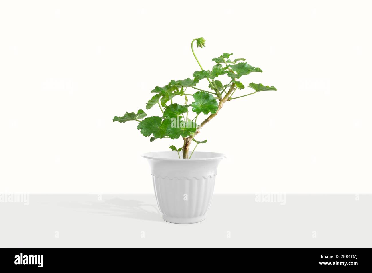 Geranium houseplant in flower pot. Isolated on white background Stock ...