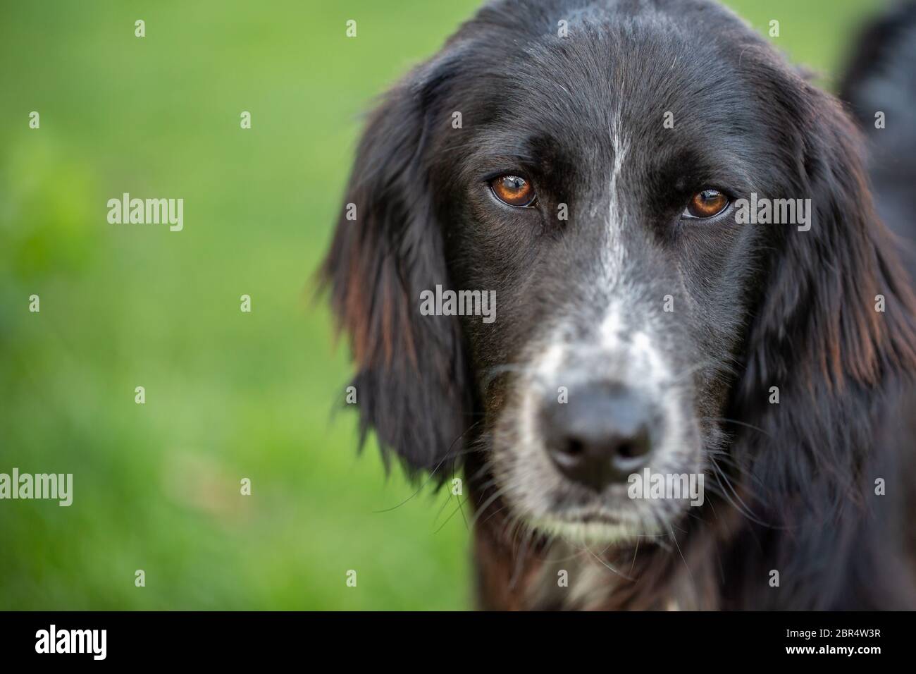 Portrait of a black english setter mix with a white snout looking into ...