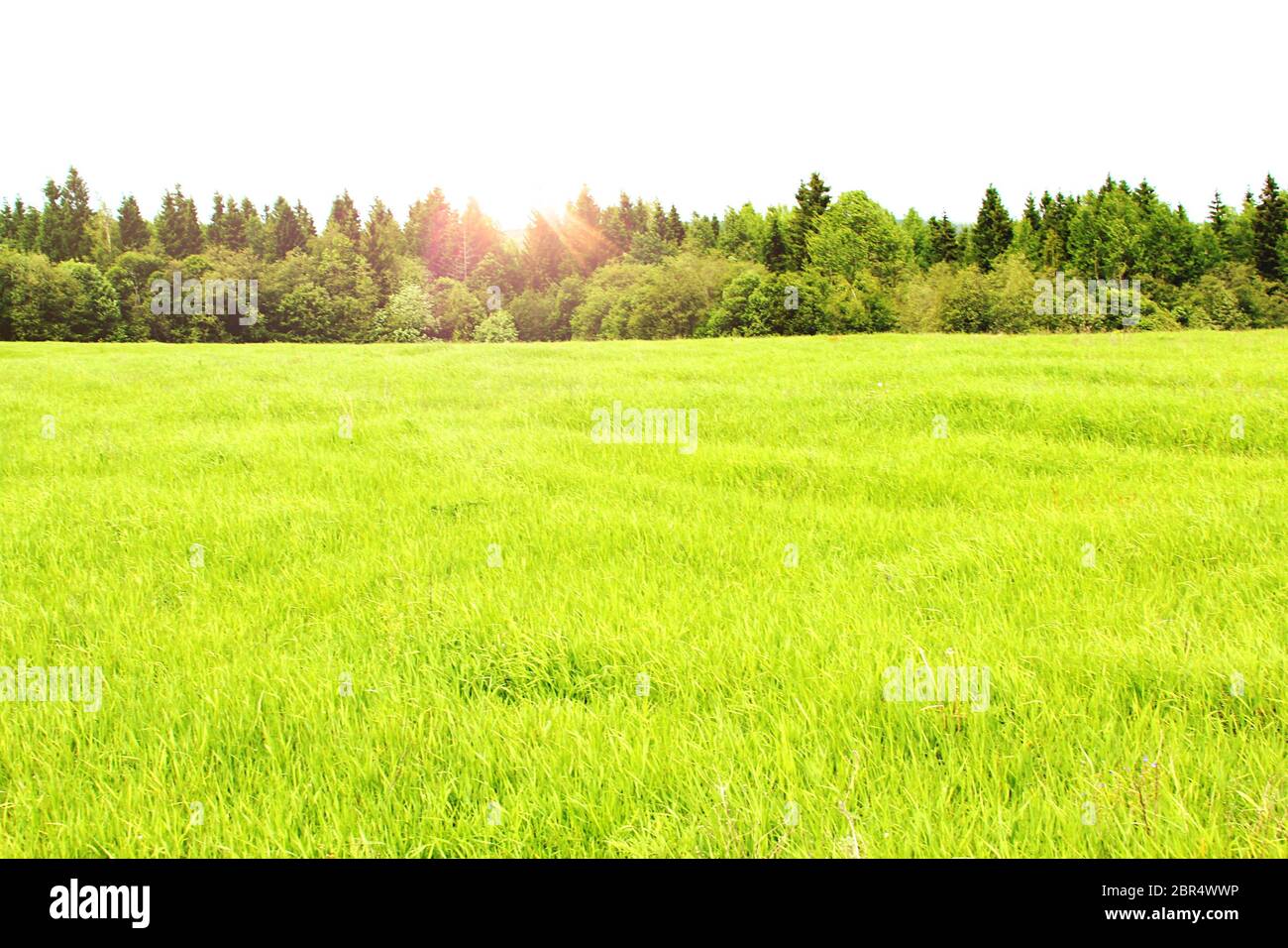 Green field, forest on the horizon. Green nature landscape background ...
