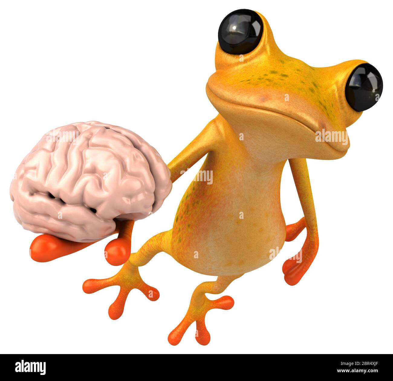 Frog Brain Vs Human Brain
