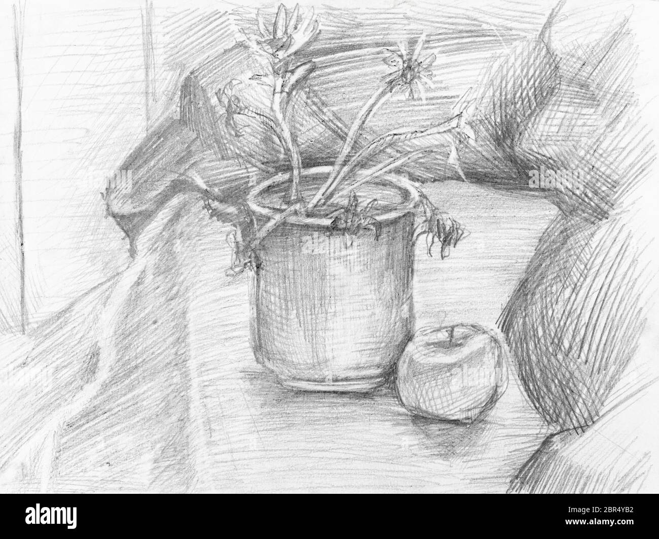 still-life with apple and dried flowers in bucket on table hand-drawn ...