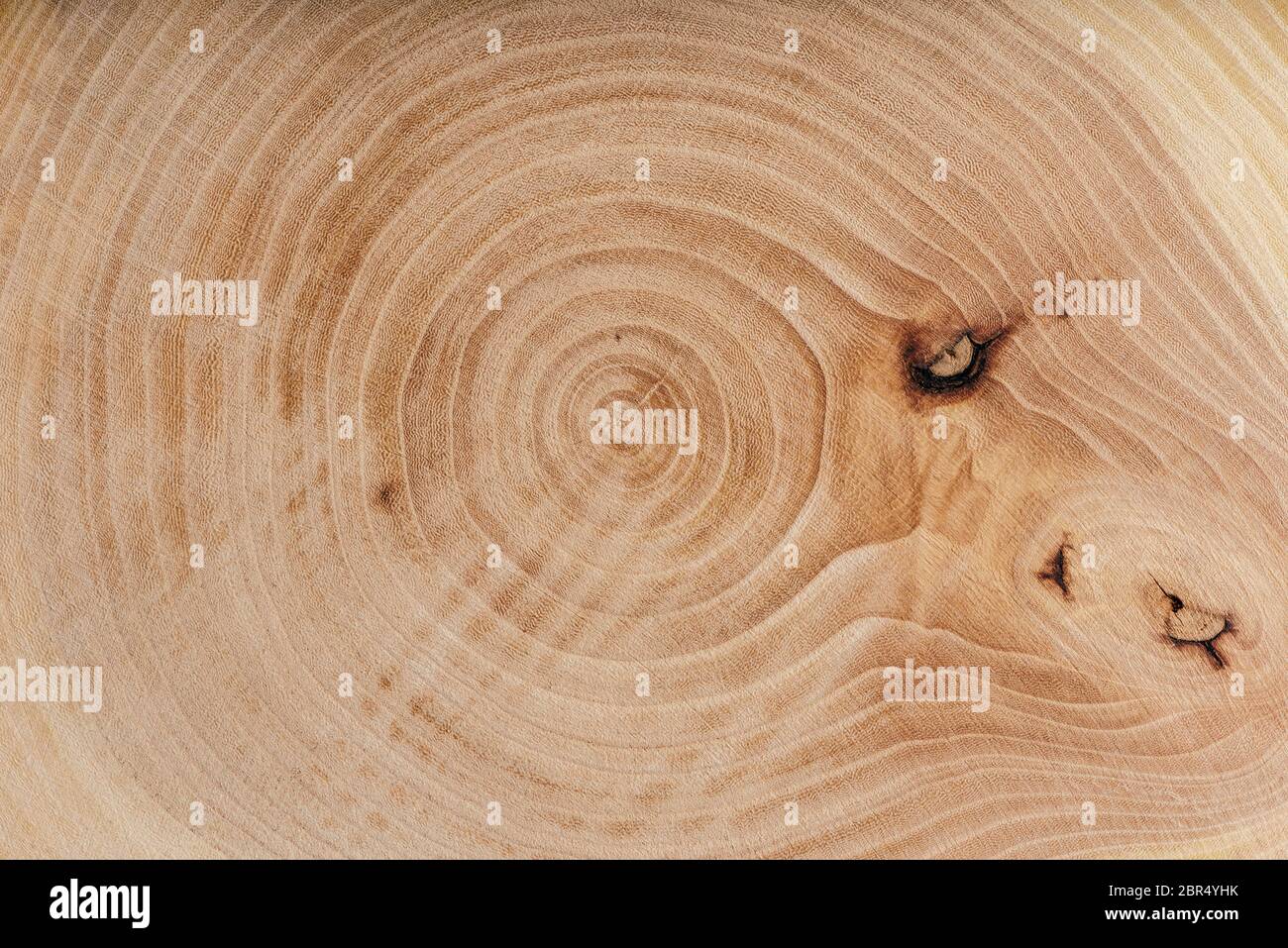 Ash wood slab texture with annual rings, background or wallpaper Stock ...