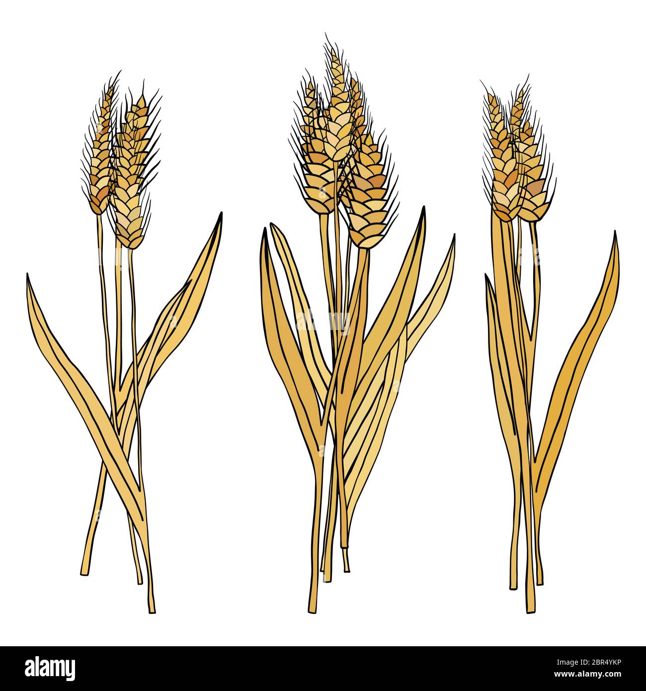 Rye plant food doodle Cut Out Stock Images & Pictures - Alamy