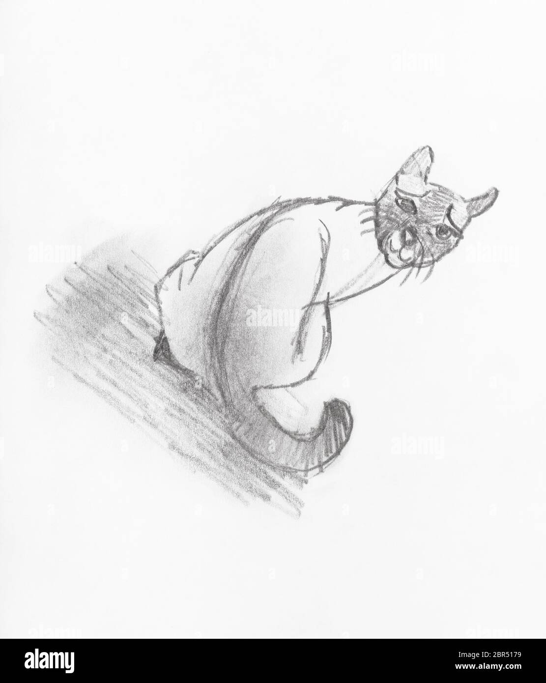 sketch of domestic cat hand-drawn by black pencil on white paper Stock ...